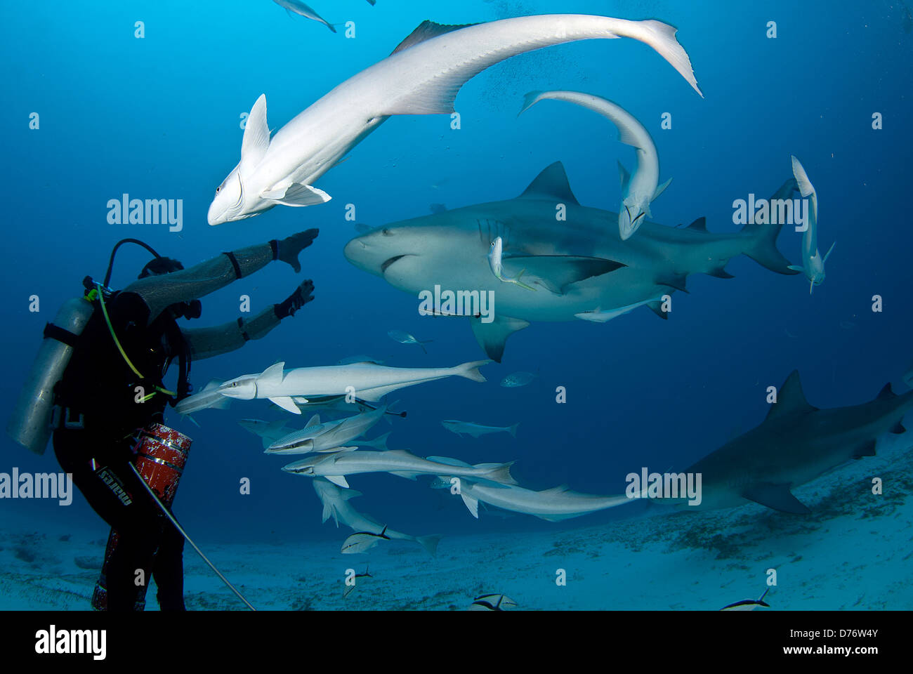 Bull sharks Carcharhinus leucas being feeding by scuba diver on their ...