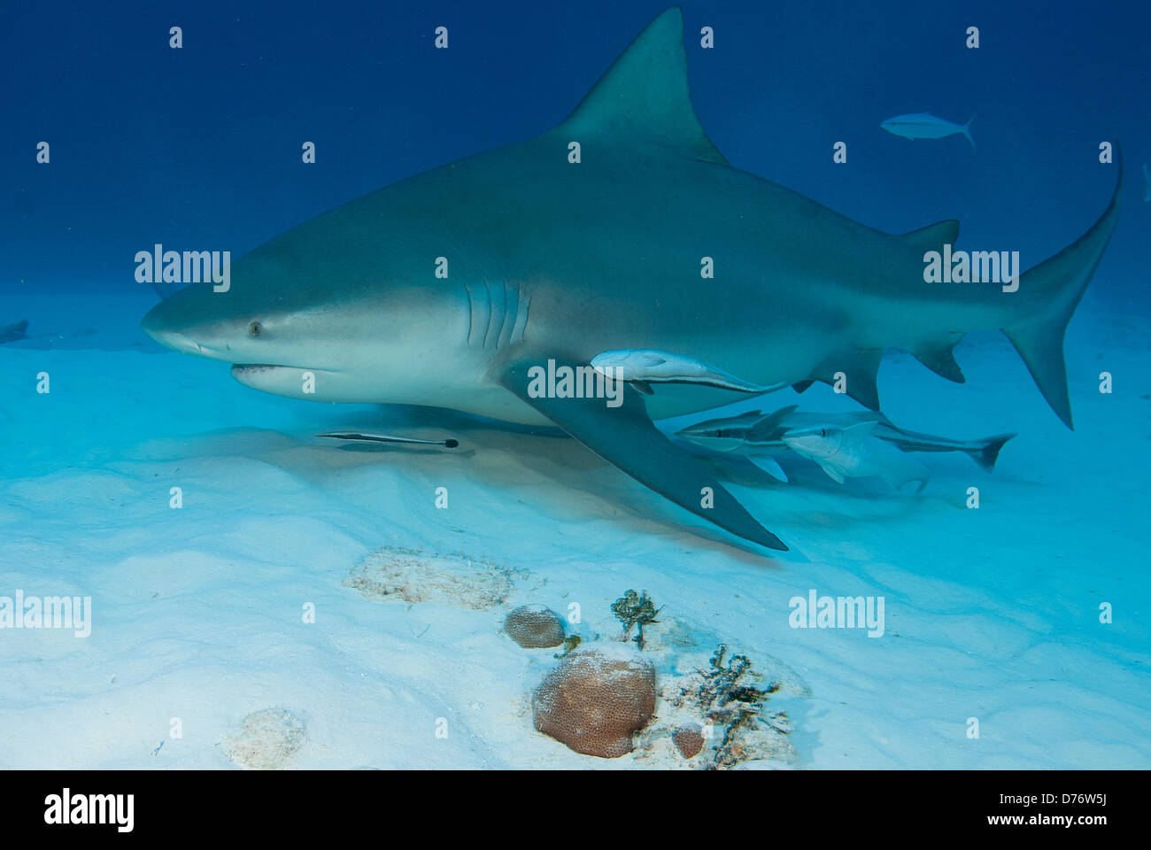 Bull sharks Carcharhinus leucas on their annual migration reproductive ...