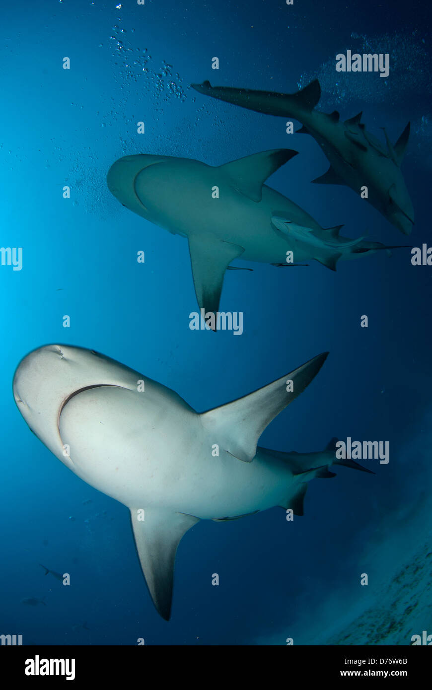 School Bull sharks Carcharhinus leucas on their annual migration ...