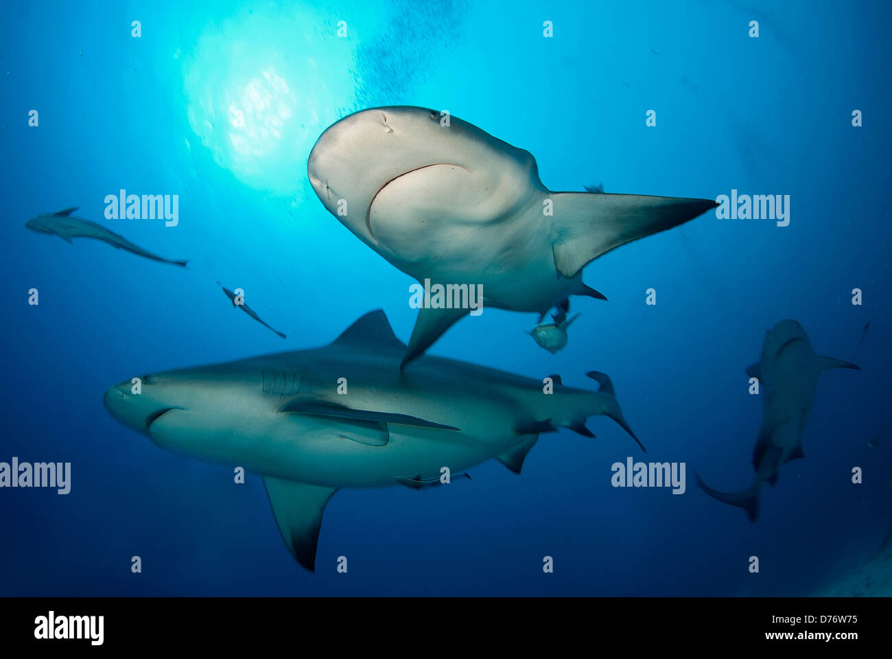 School Bull sharks Carcharhinus leucas on their annual migration ...