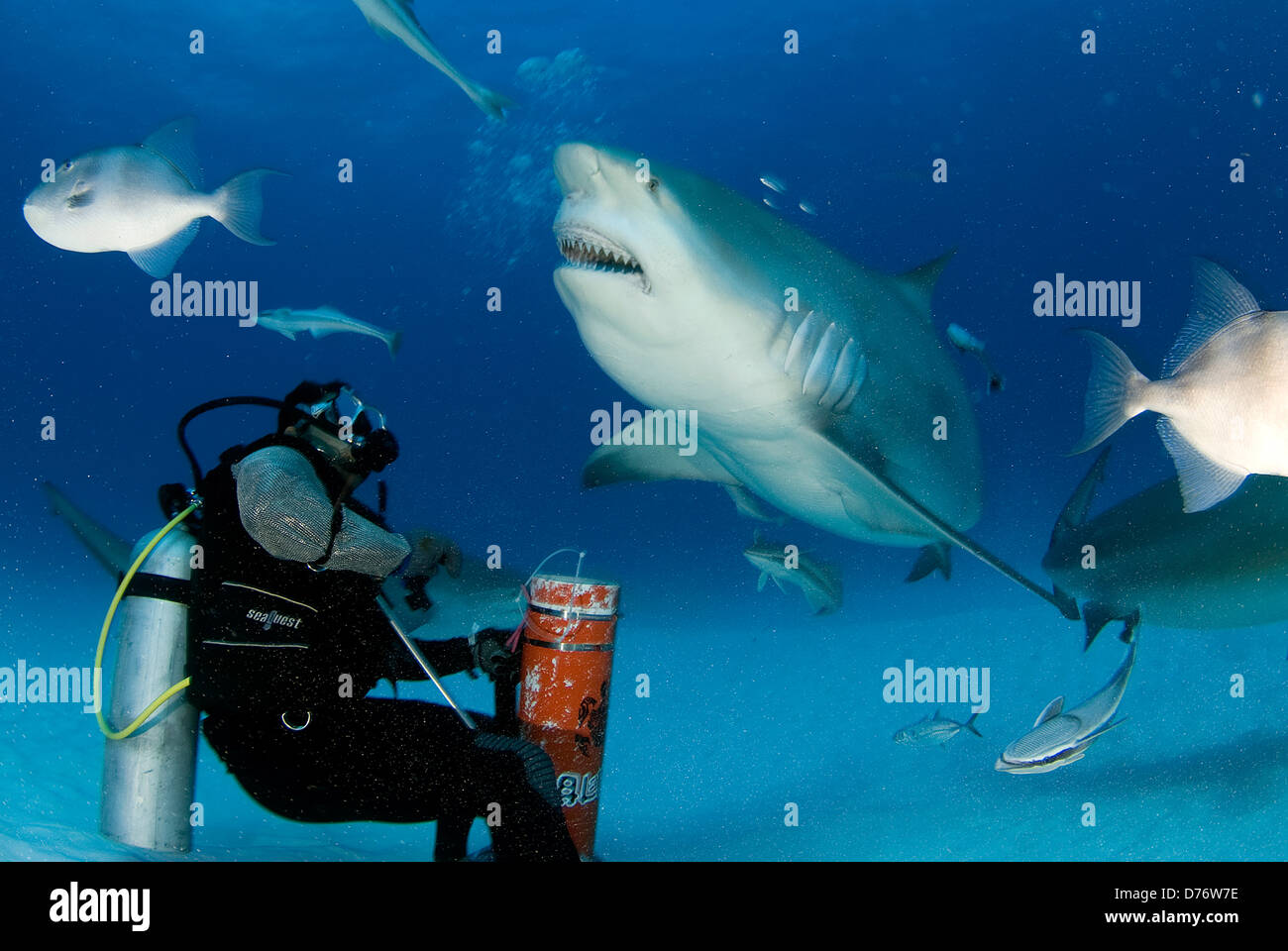Bull sharks Carcharhinus leucas being feeding by scuba diver on their ...