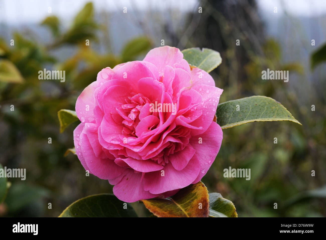 Pink Camellia flower with raindrops Stock Photo - Alamy
