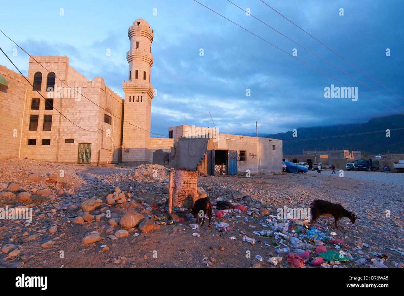 Goats eating garbage on a square of Hadibou, Socotra Stock Photo - Alamy