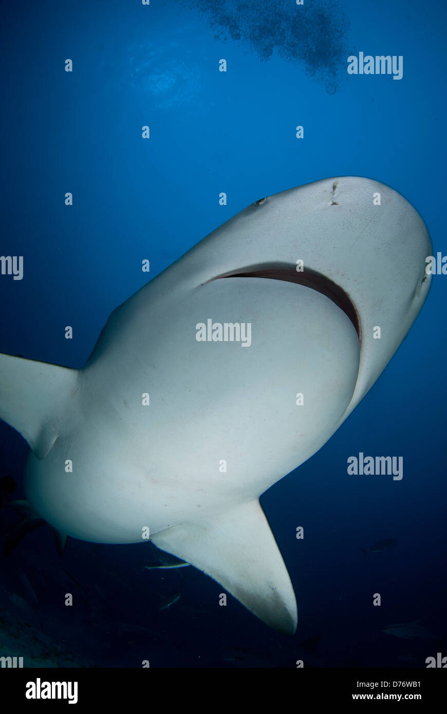 Bull shark Carcharhinus leucas on their annual migration reproductive ...