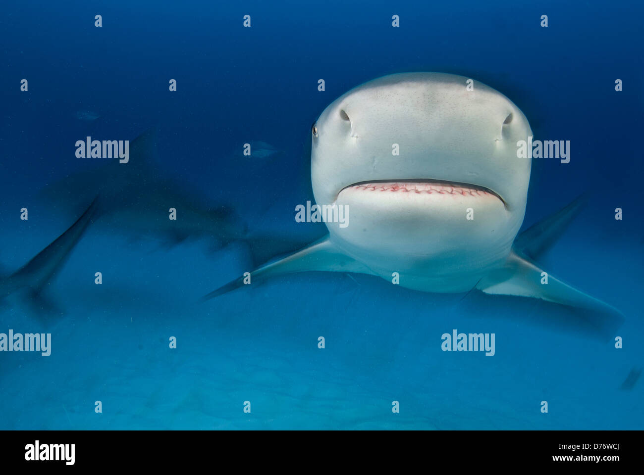 Migration mexico caribbean hi-res stock photography and images - Alamy