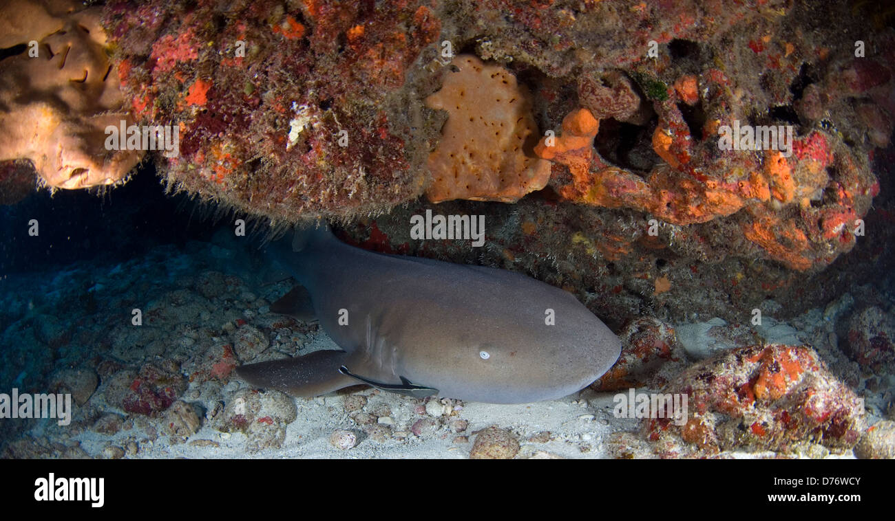 Nurse Shark Ginglymostoma cirratum sleeping under reef Cancun Quintana ...