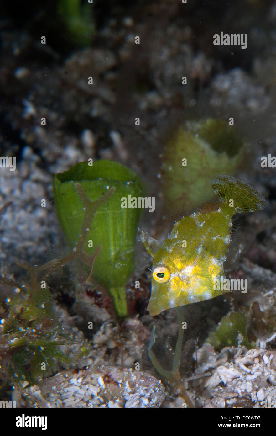Fringed Filefish Monacanthus ciliatus lives hides in sea grass Cozumel ...