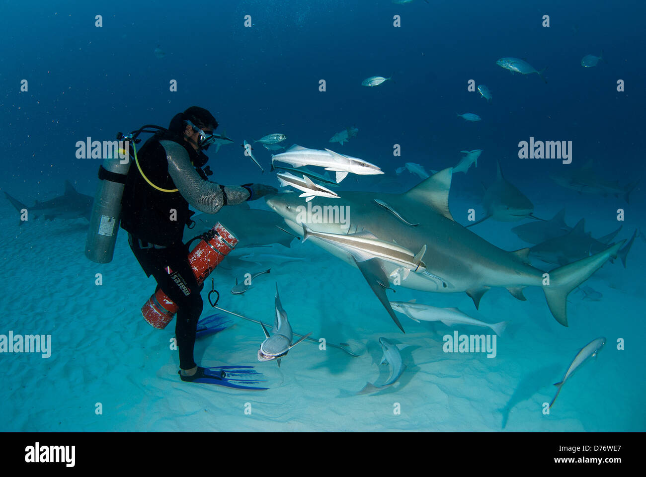 Scuba diving with bull sharks hi-res stock photography and images - Alamy