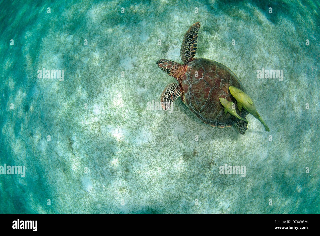Remora on sea turtle hi-res stock photography and images - Alamy