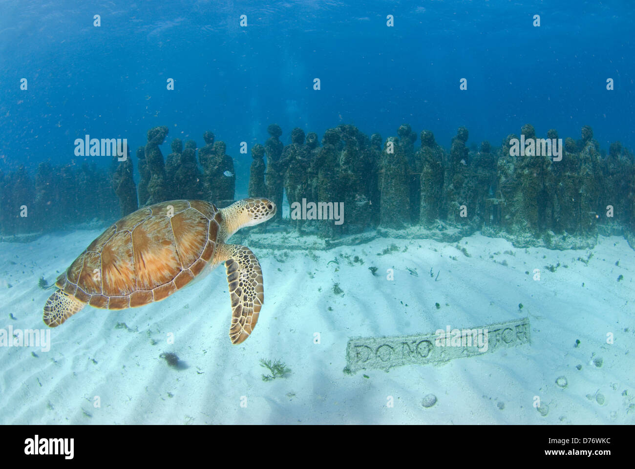 Underwater view Green turtle Chelonia mydas sculptures at Cancun ...