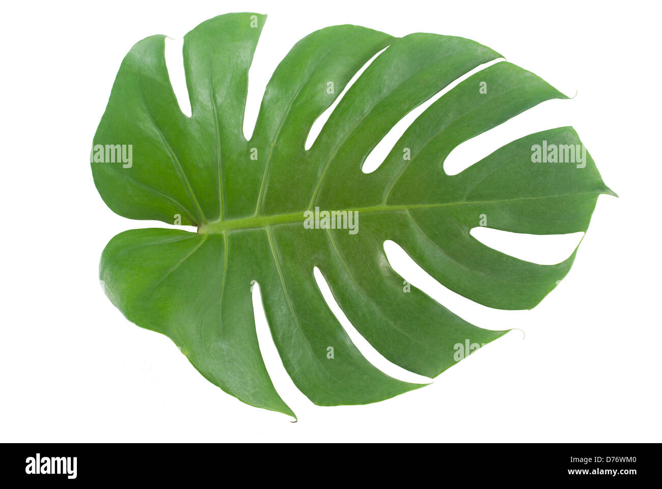 Unique leaf hi-res stock photography and images - Alamy