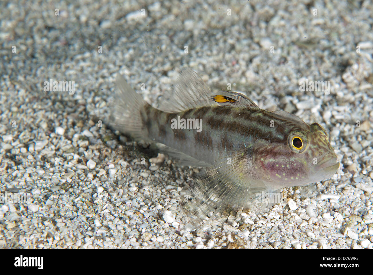 Close-up Crested goby Lophogobius cyprinoides Riviera Maya Mayan ...