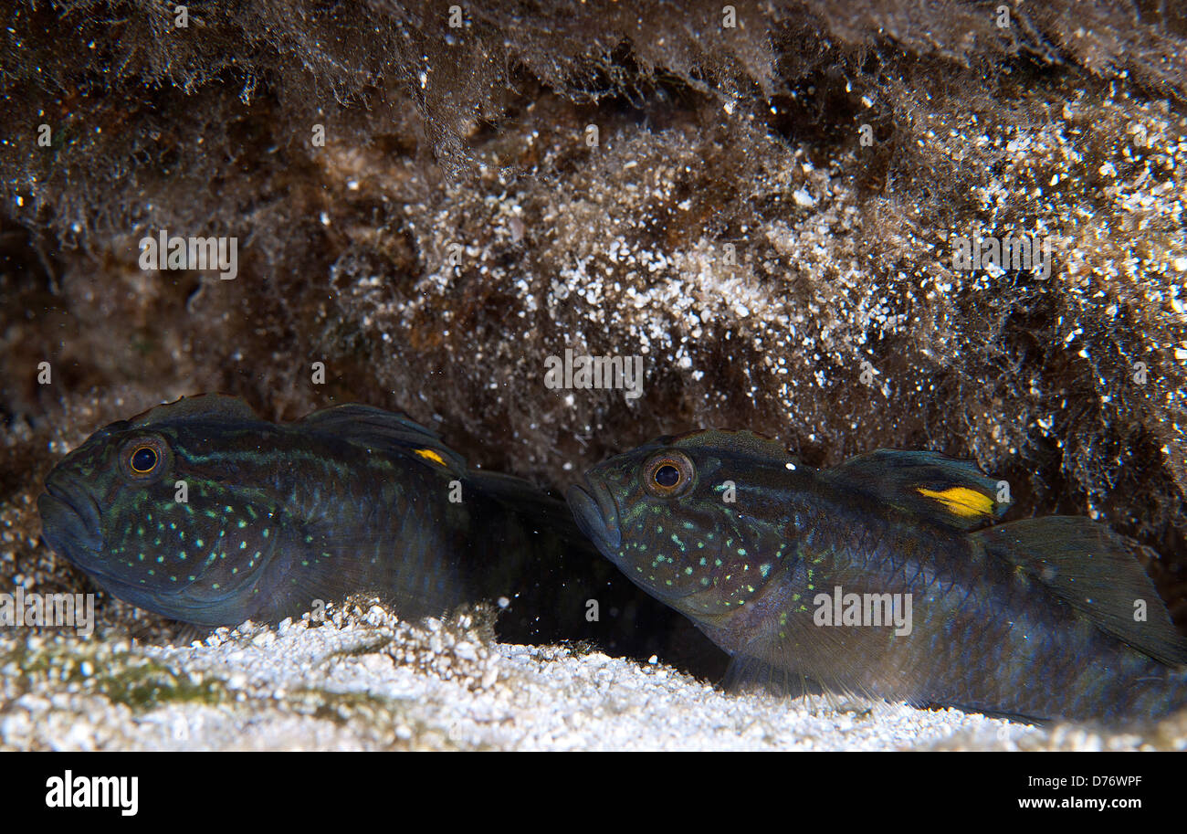 Close-up two Crested goby Lophogobius cyprinoides Riviera Maya Mayan ...