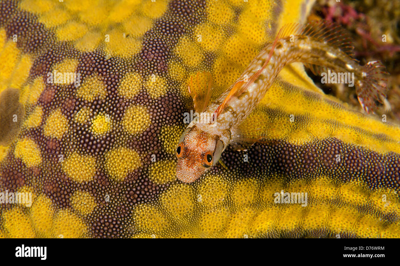 Browncheek Blenny(Acanthemblemaria crockeri on sea star Sea Cortez Baja ...