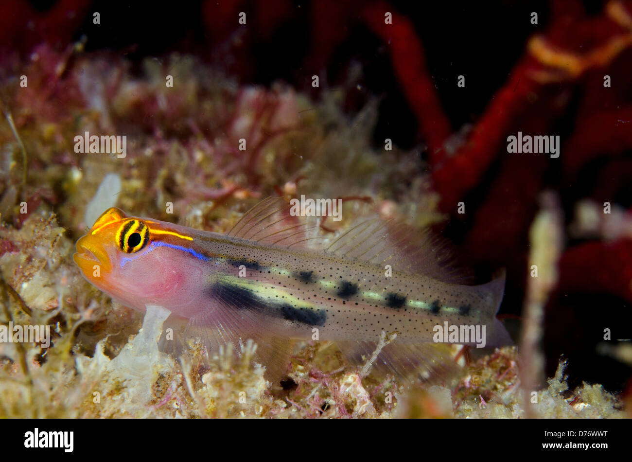 Close-up Red Head goby Elacatinus puncticulatus underwater Sea Cortez ...
