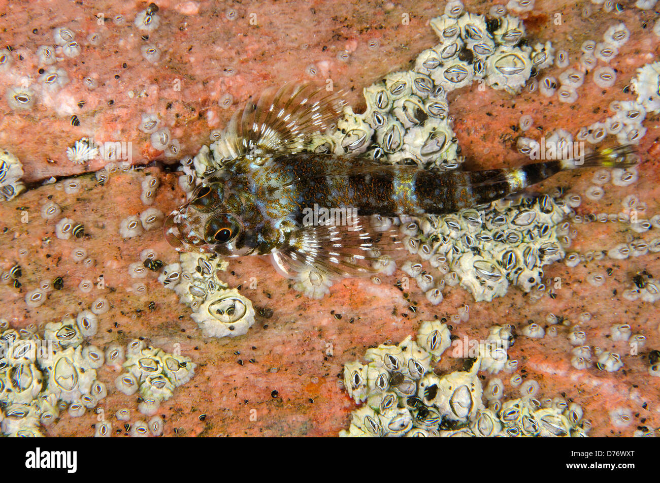 Blenny Salarias fasciatus fish on rock near surface at sea Sea Cortez ...