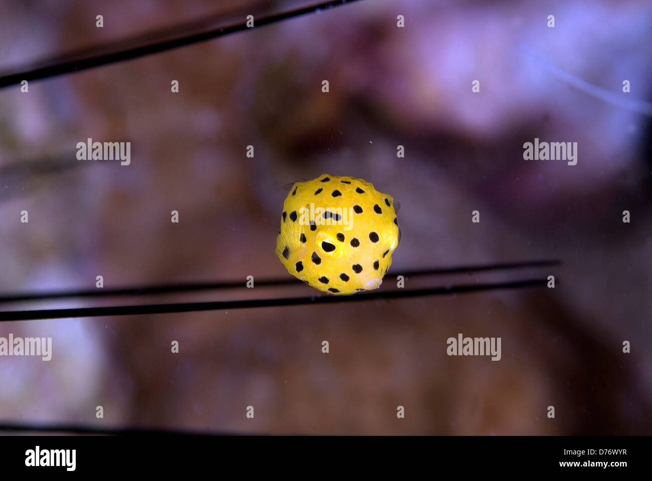 Close-up Cube Boxfish Ostracion cubicus),Sharm El-Sheikh Sinai ...