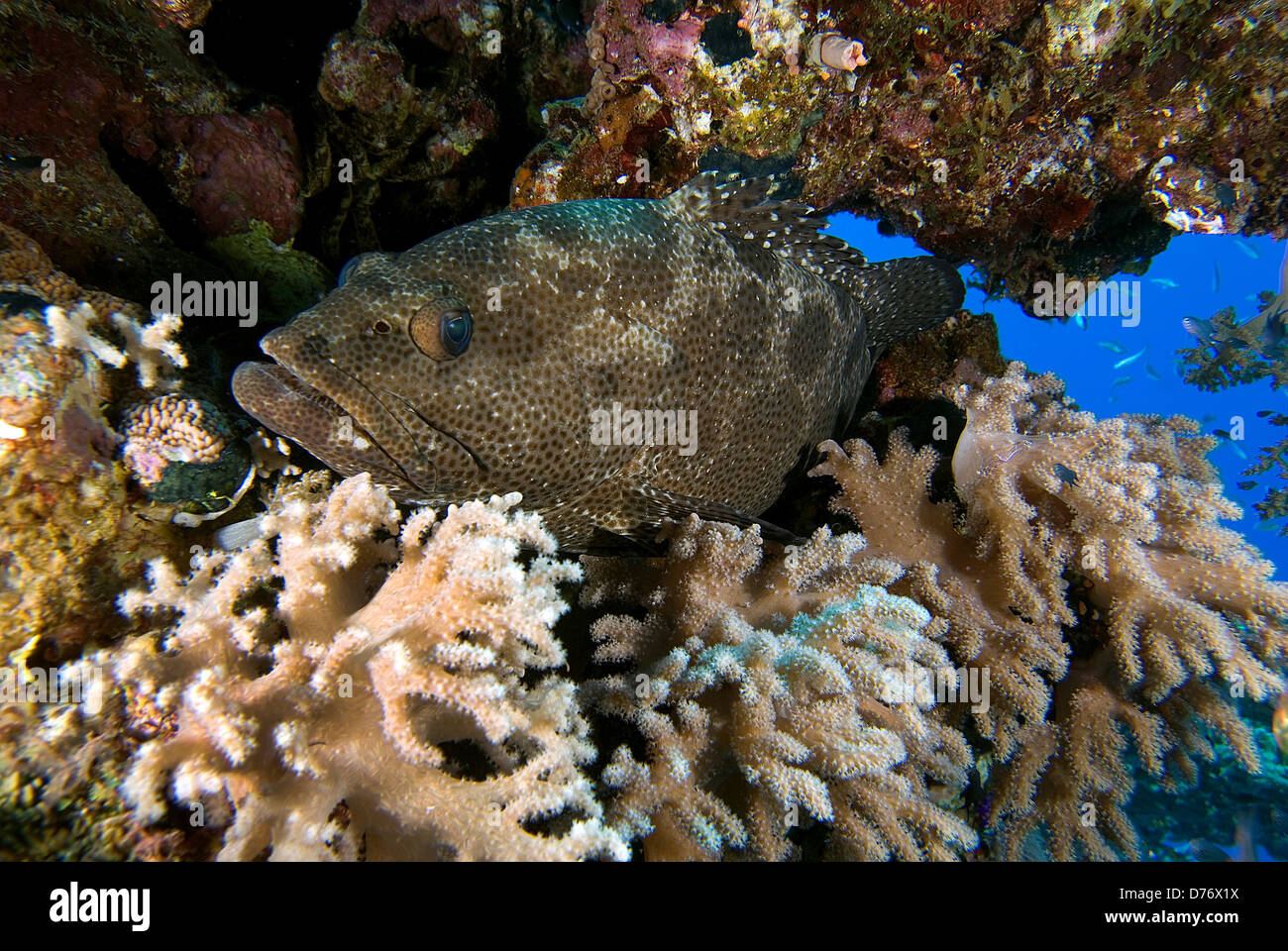 Grouper epinephelus sp hi-res stock photography and images - Alamy