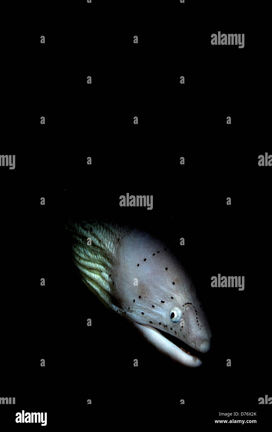 Peppered moray Siderea grisea fish swimming underwater Sharm El-Sheikh ...
