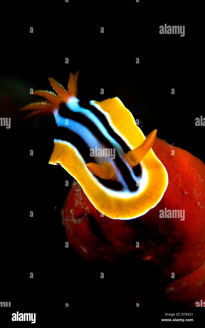 Nudibranch Chromodoris quadricolor underwater Sharm El-Sheikh Sinai ...