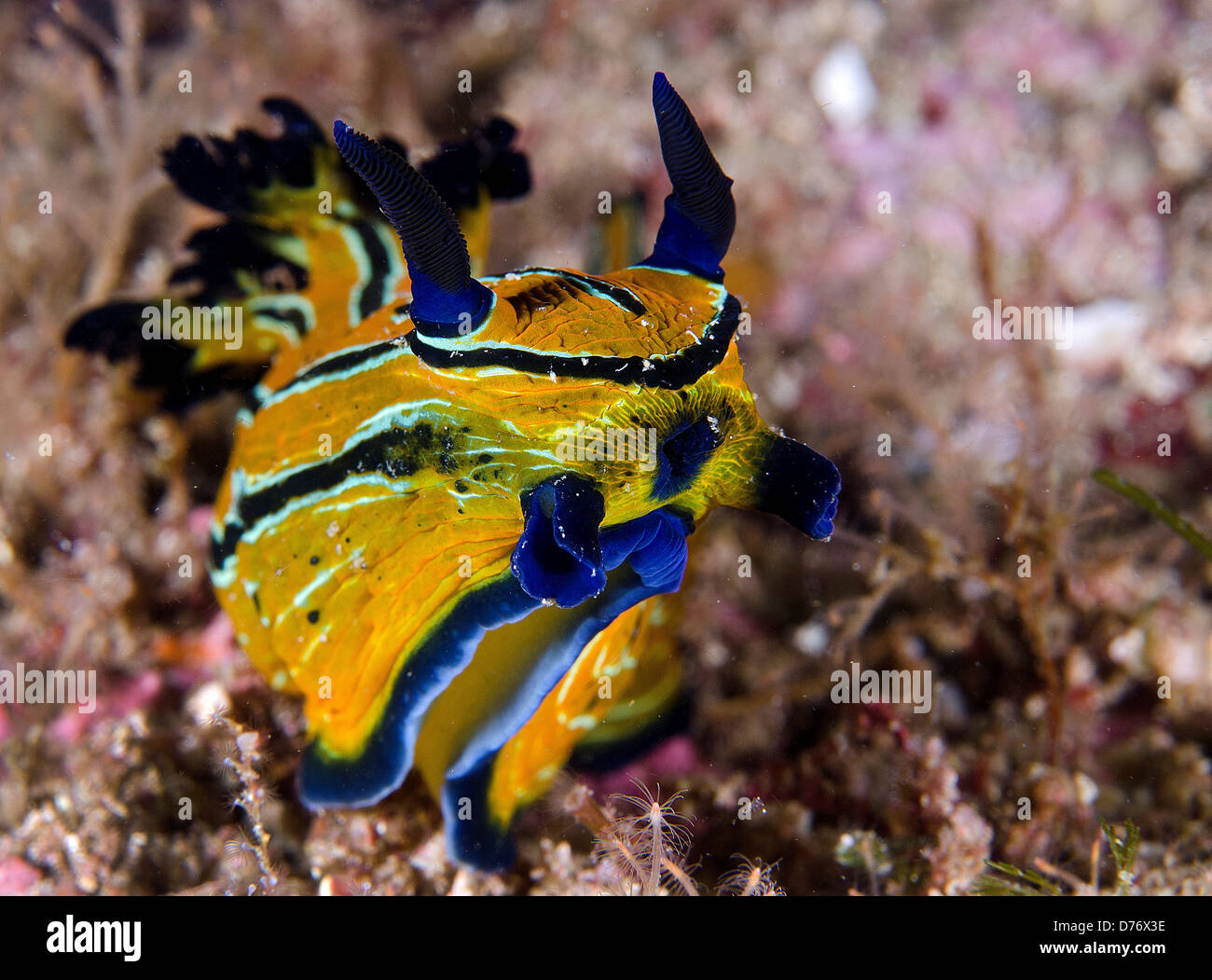 Tiger Nudibranch Notodoris minor this nudibranch eats other nudibranch ...