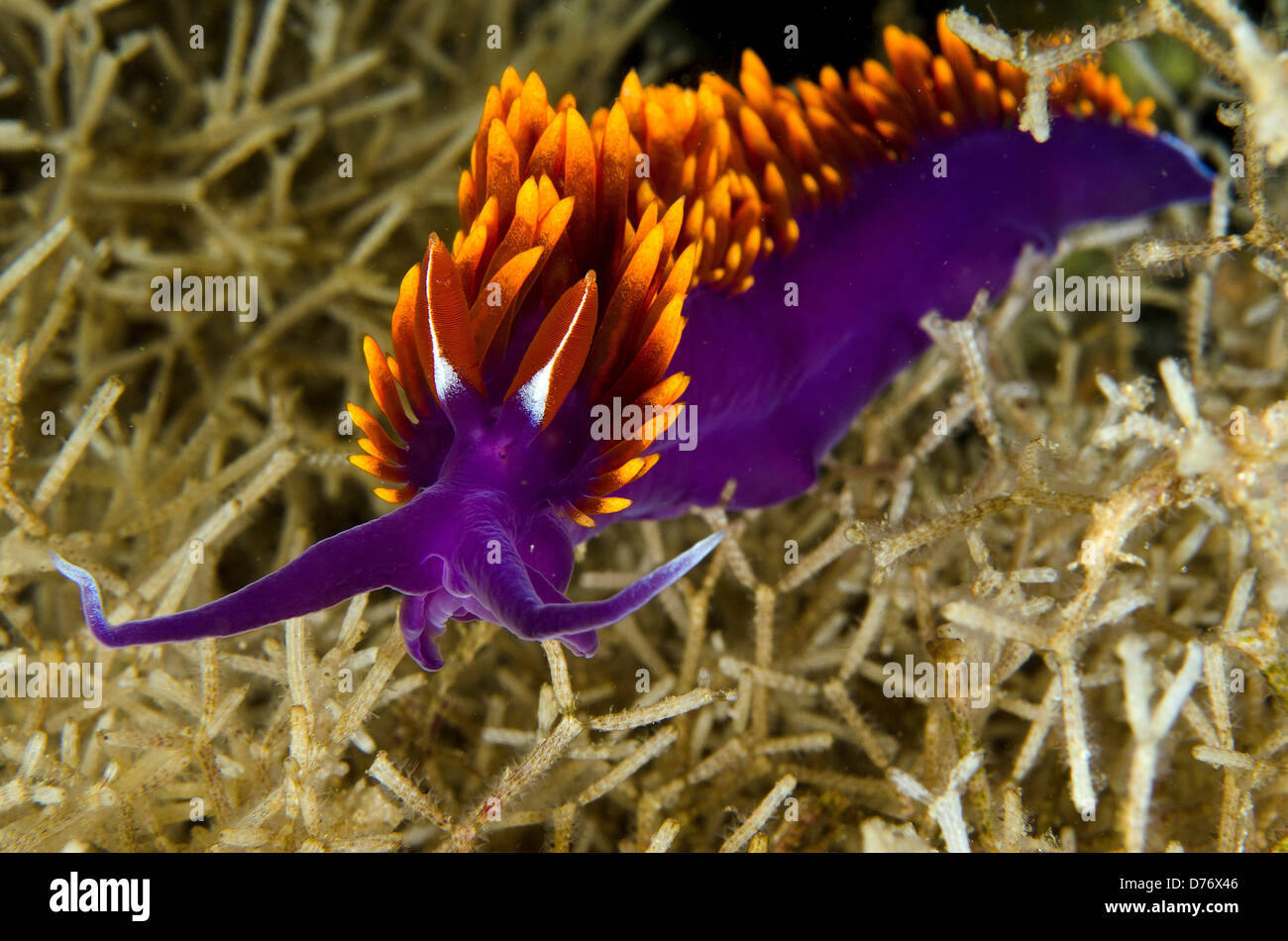 Spanish shawl sea slug hi-res stock photography and images - Alamy
