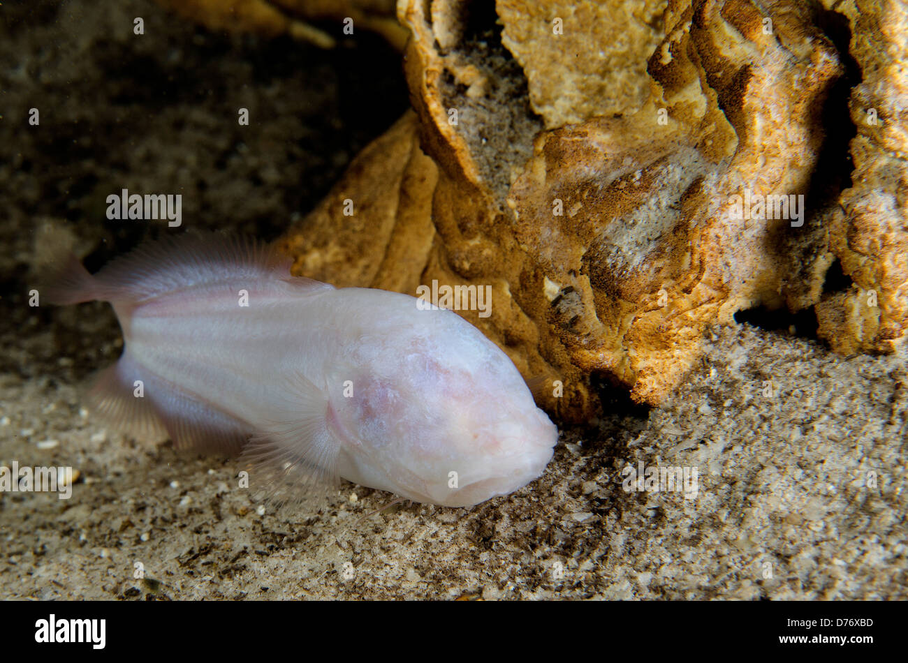 Mexico Yucatan peninsula Blind fish or Dama blanca typhliasina pearsei ...