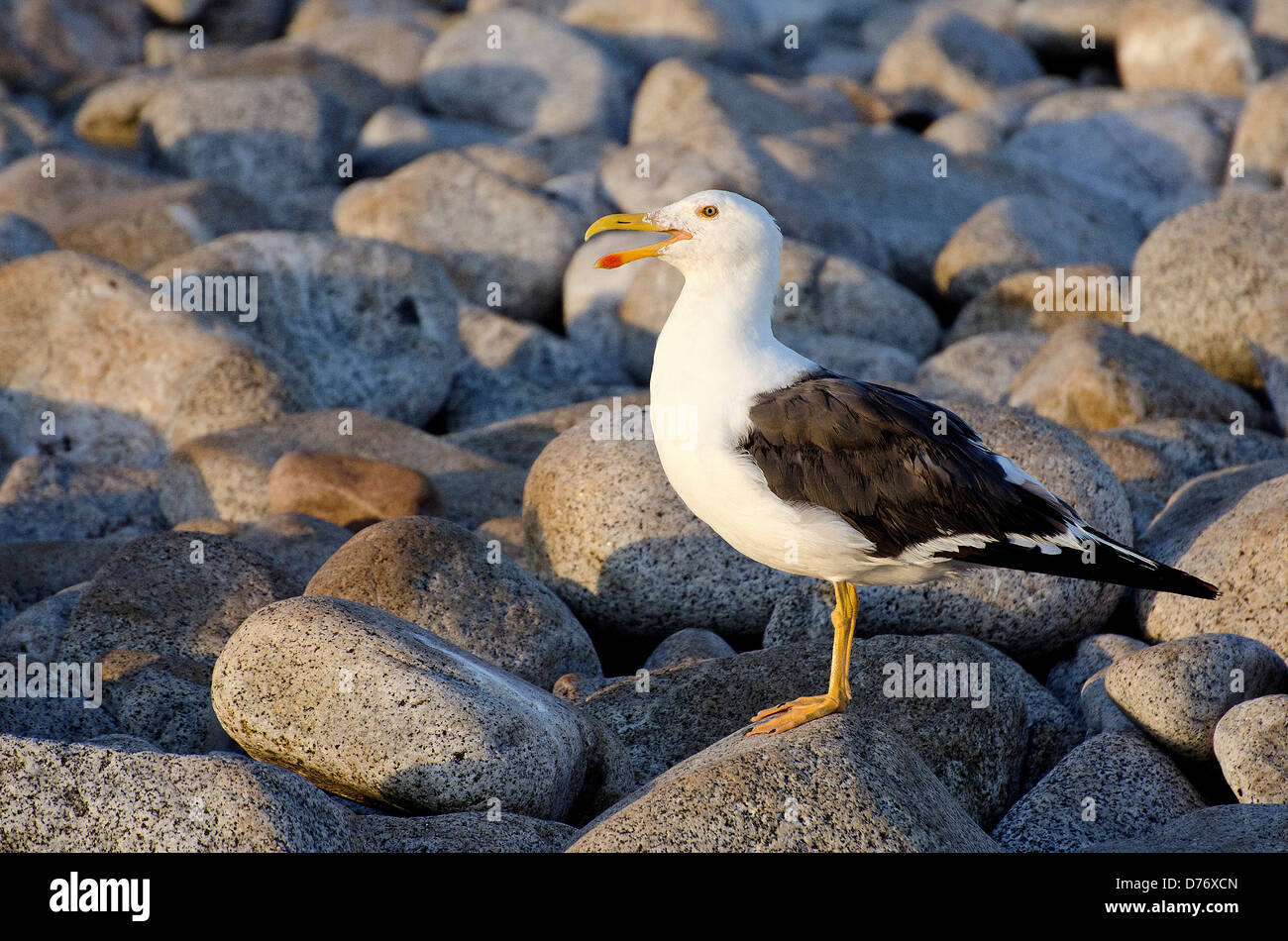 Mexico Baja California Sea Cortez Yellow-footed Gull Larus livens at ...