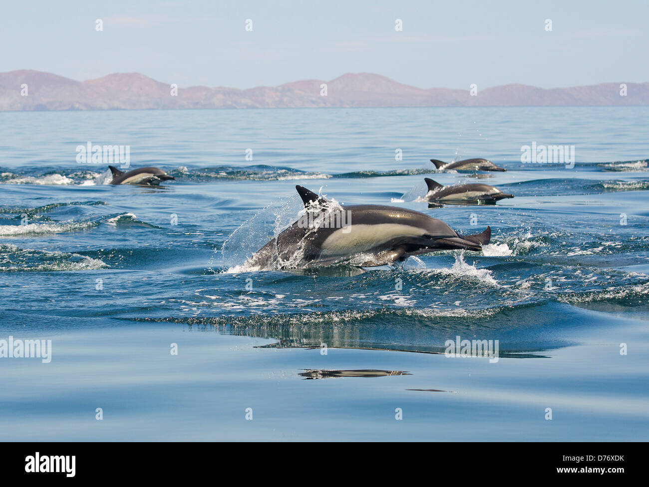 Mexico Baja California Sea Cortez Common Dolphin Delphinus delphis ...