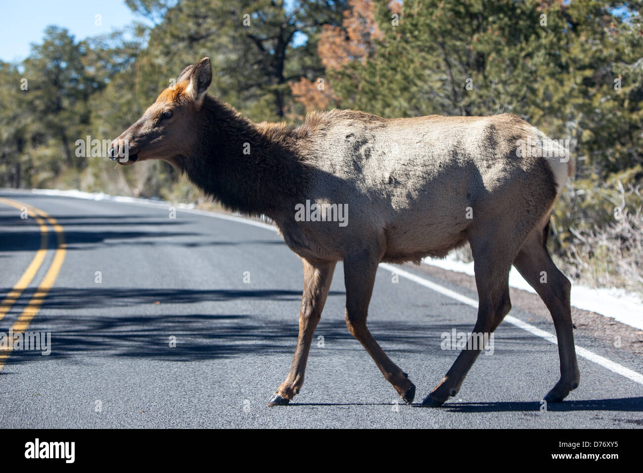 A wild mule dear crosses the road at the Grand Canyon, Arizona, USA ...