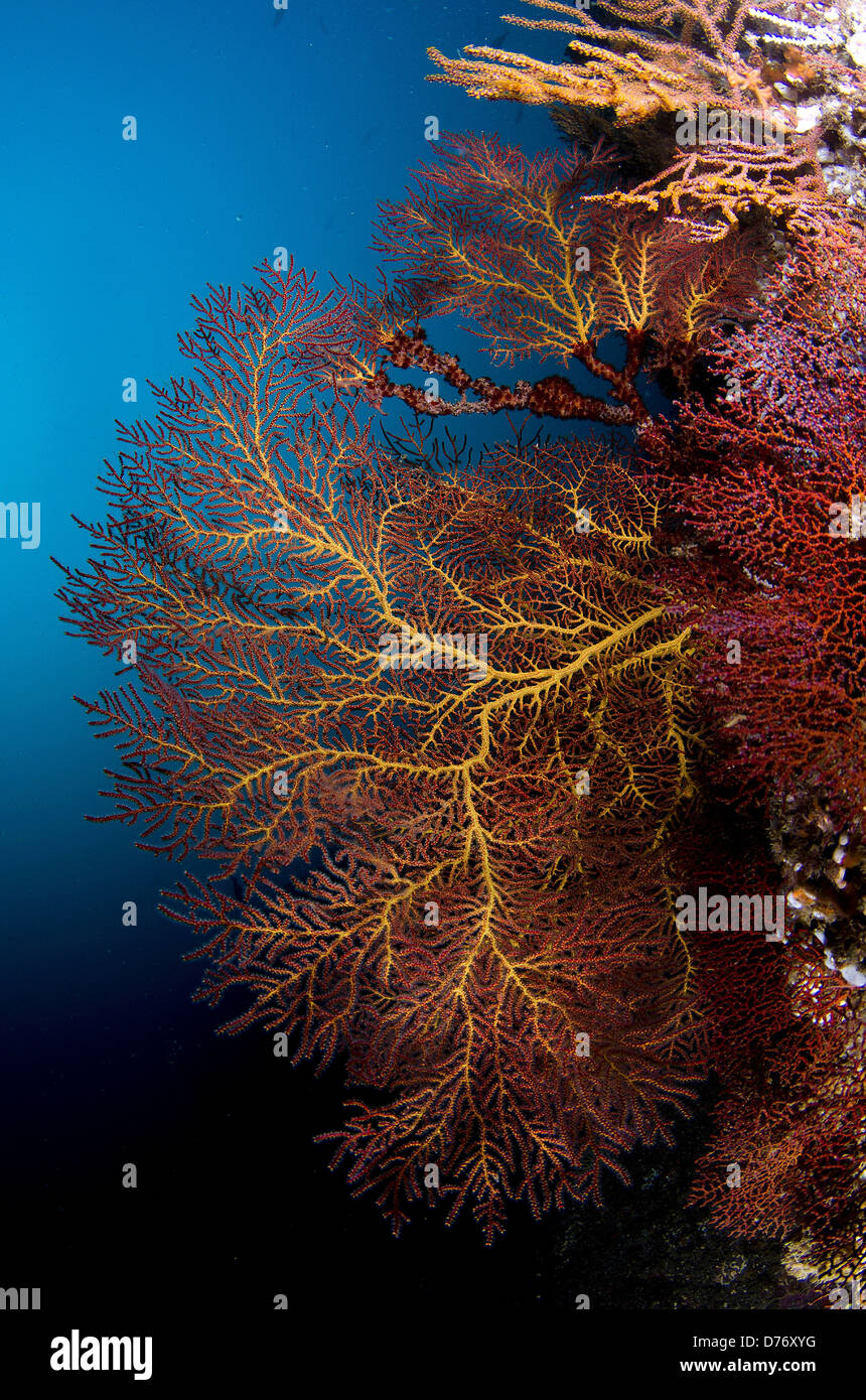 Mexico Baja California Sea Cortez Soft coral or Gorgonians on reef ...