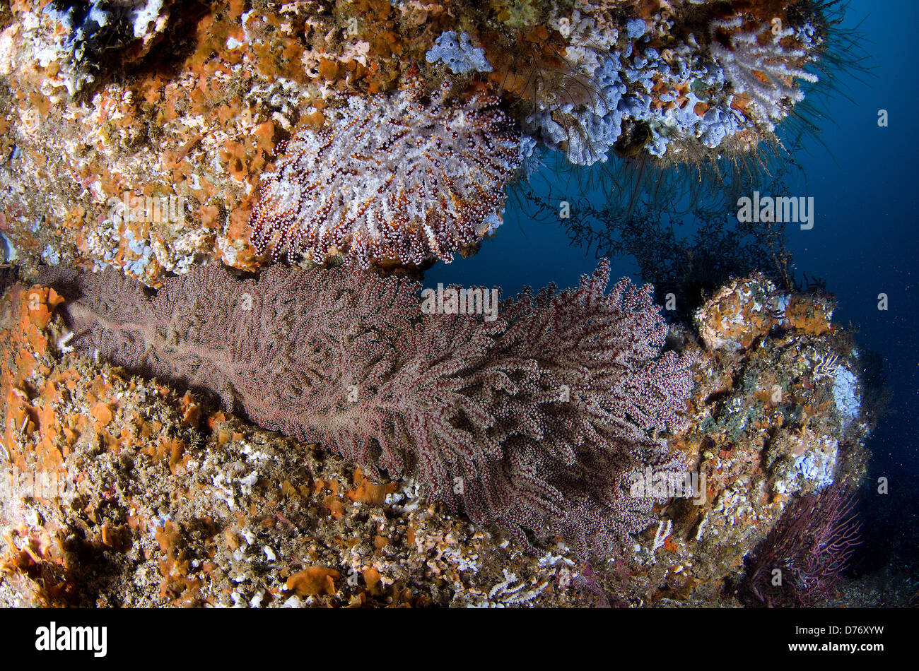 Mexico Baja California Sea Cortez Soft coral or Gorgonians on reef ...
