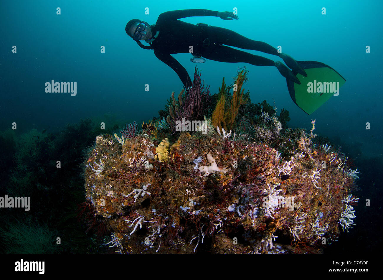 Mexico Baja California Sea Cortez British free diver champion Maria ...