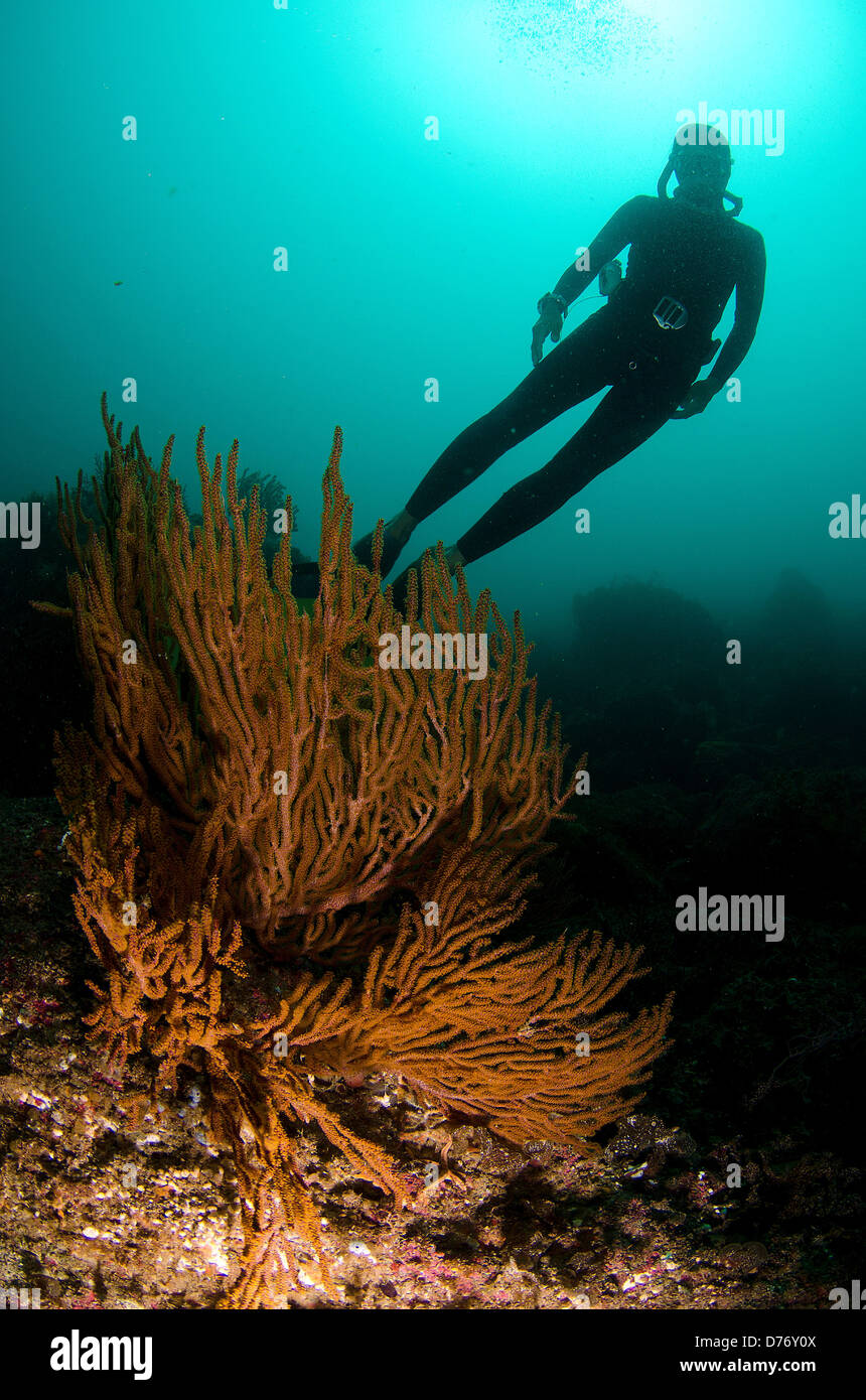 Mexico Baja California Sea Cortez British free diver champion Maria ...