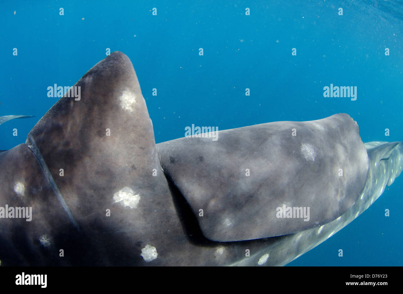 Mexico Caribbean sea Isla Mujeres Whale shark fin broken by propeller ...
