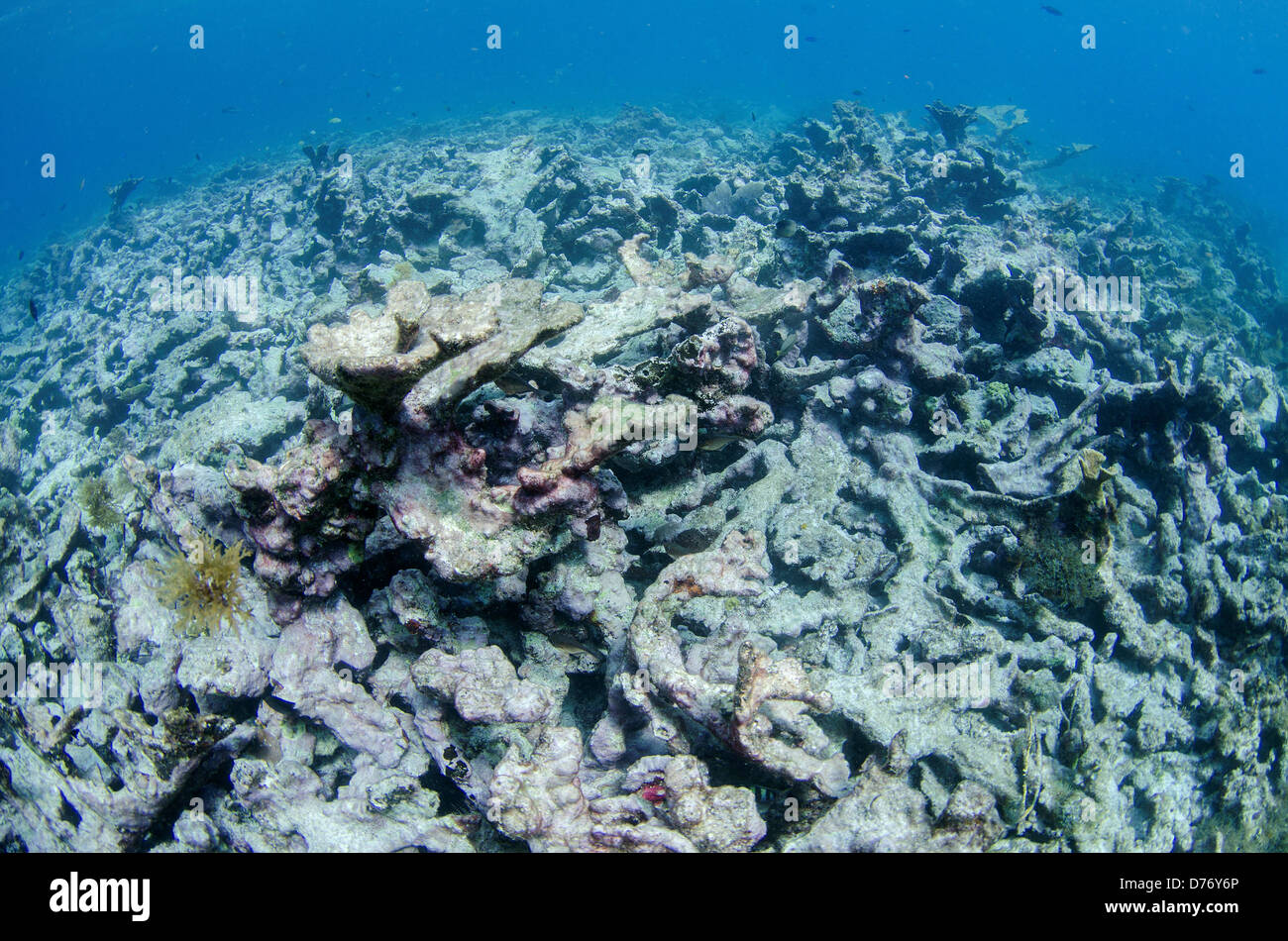 Mexico Caribbean sea Death coral reef elkhorn coral Acropora palmata ...