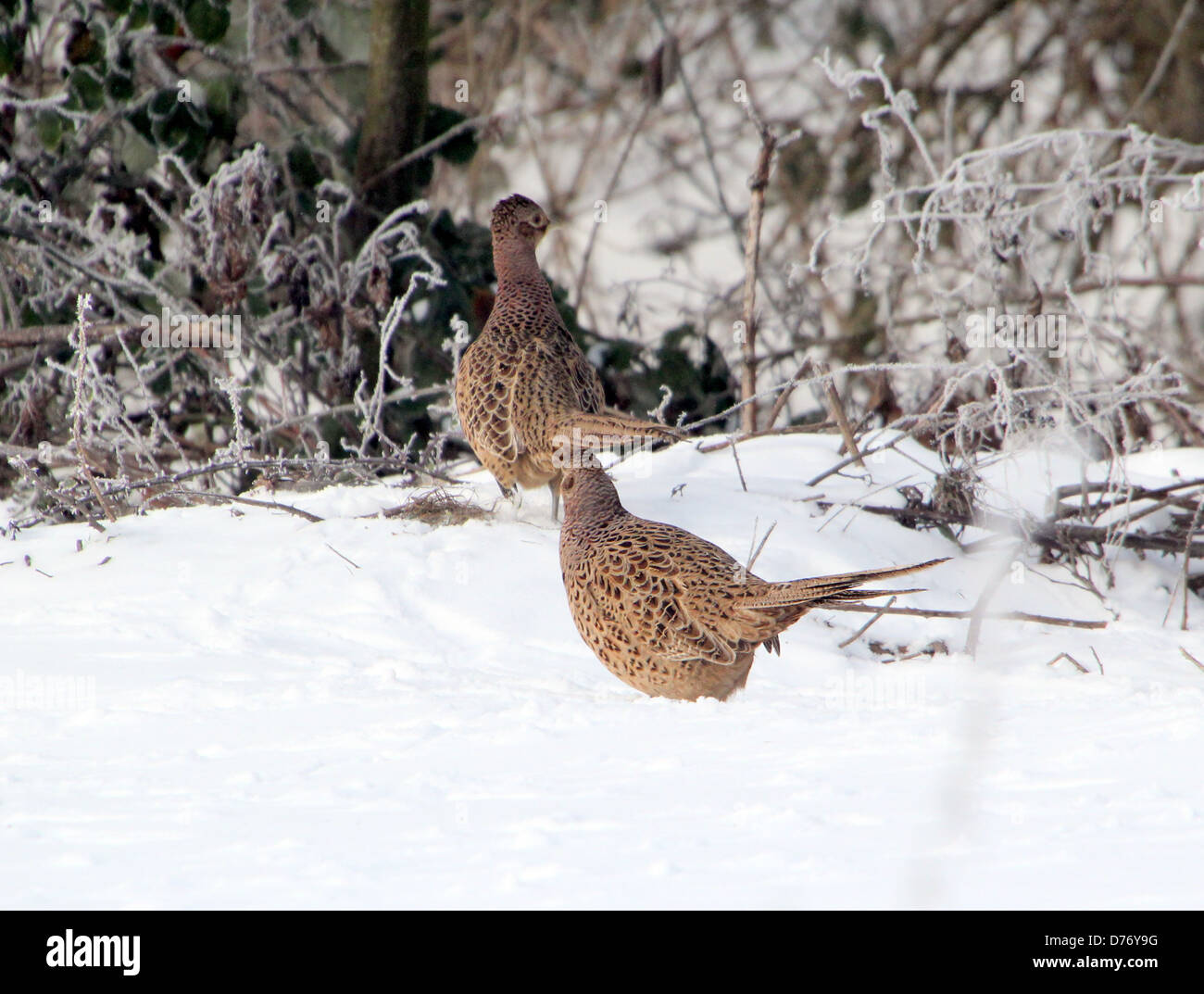 Ring necked pheasants hi-res stock photography and images - Alamy