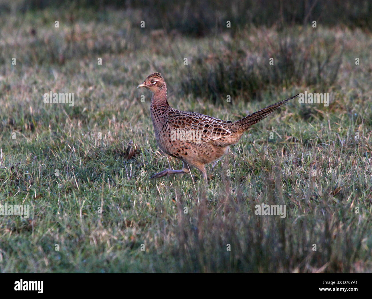 Ring necked pheasants hi-res stock photography and images - Alamy