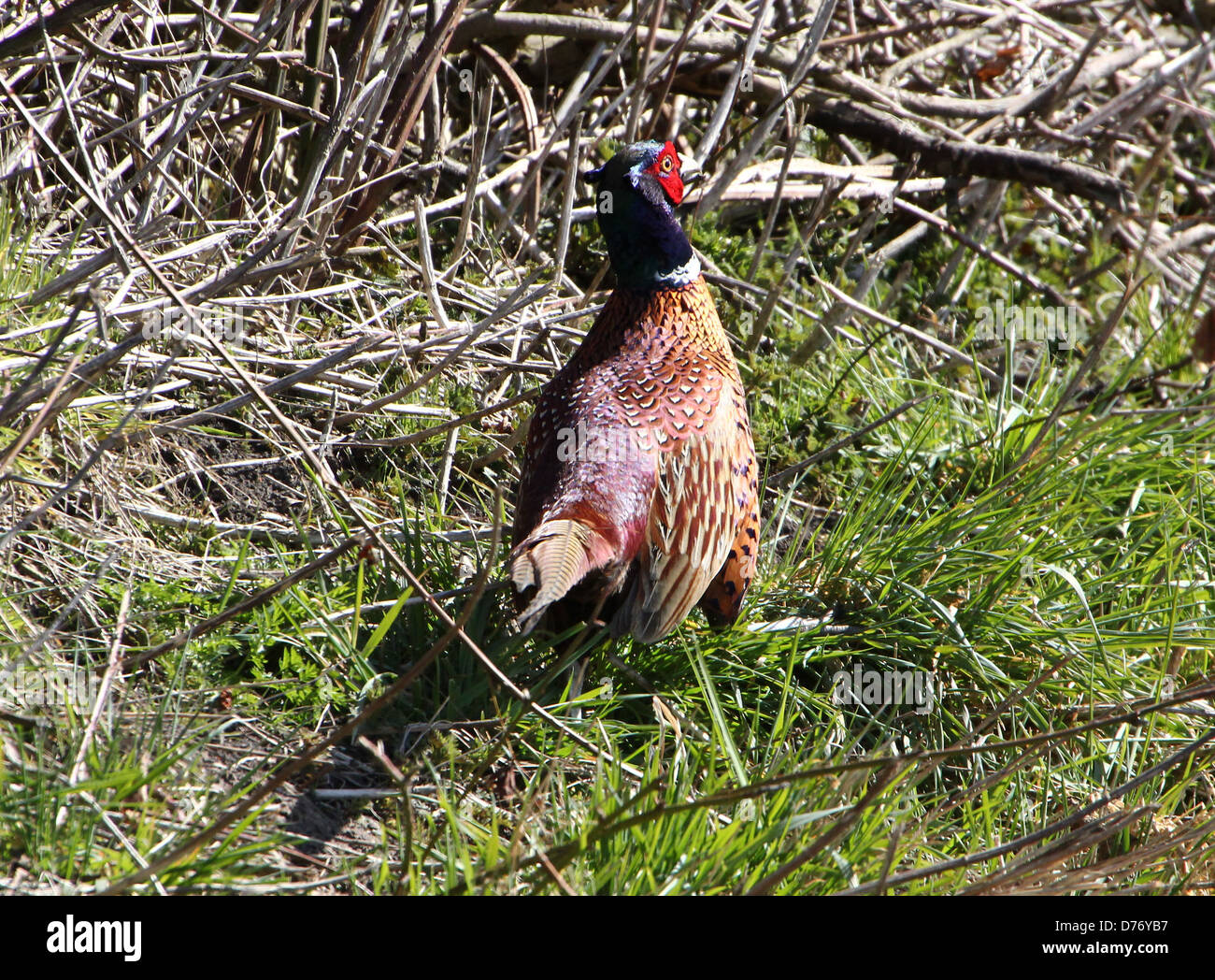 Male European Ring Necked Pheasant (Phasianus colchicus) in a meadow ...