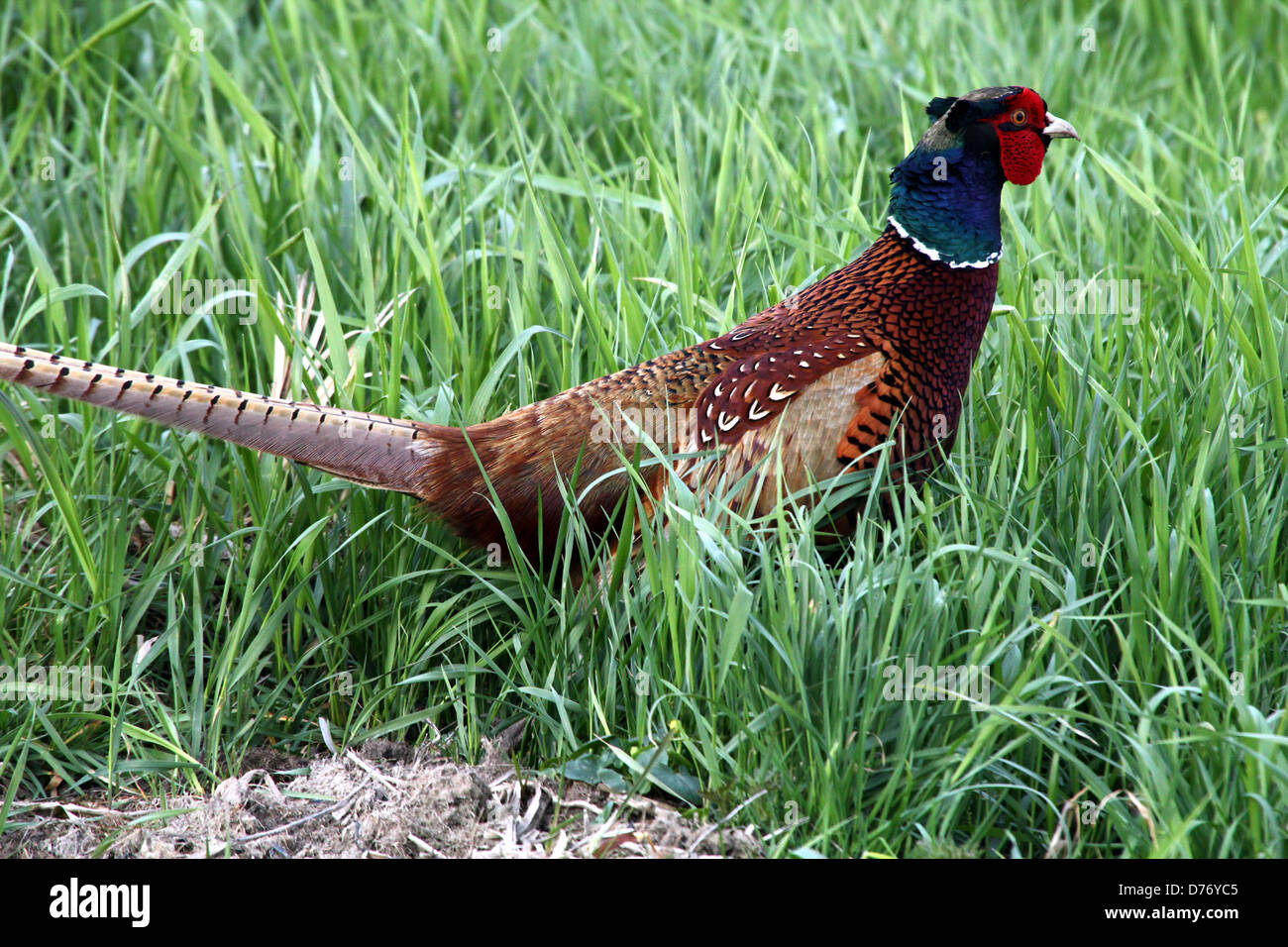 Male European Ring Necked Pheasant (Phasianus colchicus) in a meadow ...