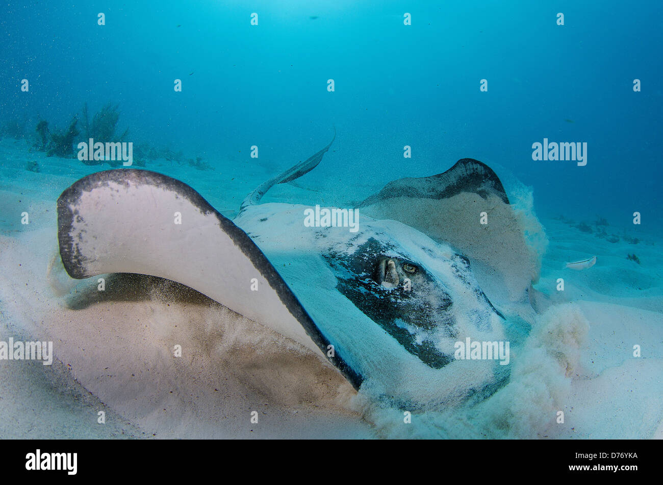 Mexico Cancun Southern stingray Dasyatis americana on sandy area ocean ...
