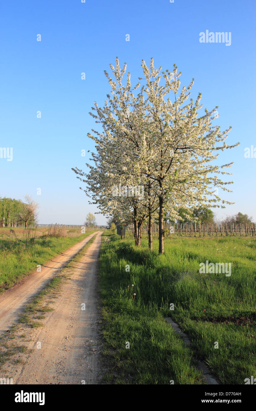 cherry trees in full bloom at spring time Stock Photo - Alamy