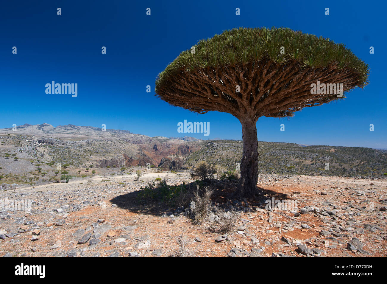 Lone dragon blood tree at the barren land of Socotra Stock Photo - Alamy