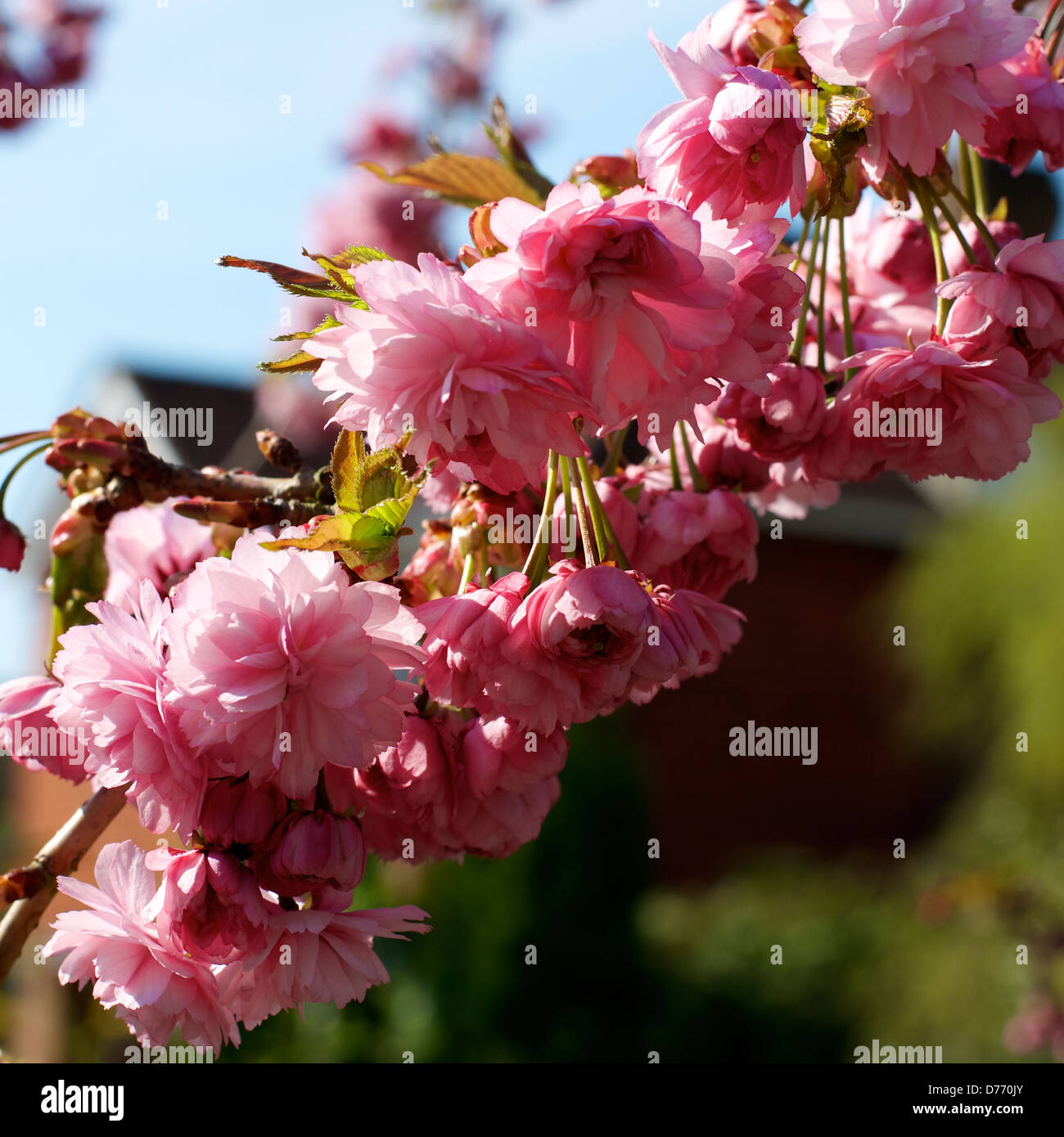 Pink Cherry Blossom flowers in April Stock Photo - Alamy