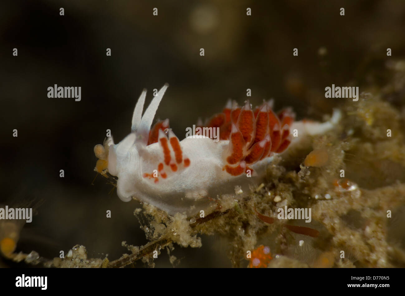 A small, colorful nudibranch crawls on the reef Stock Photo - Alamy