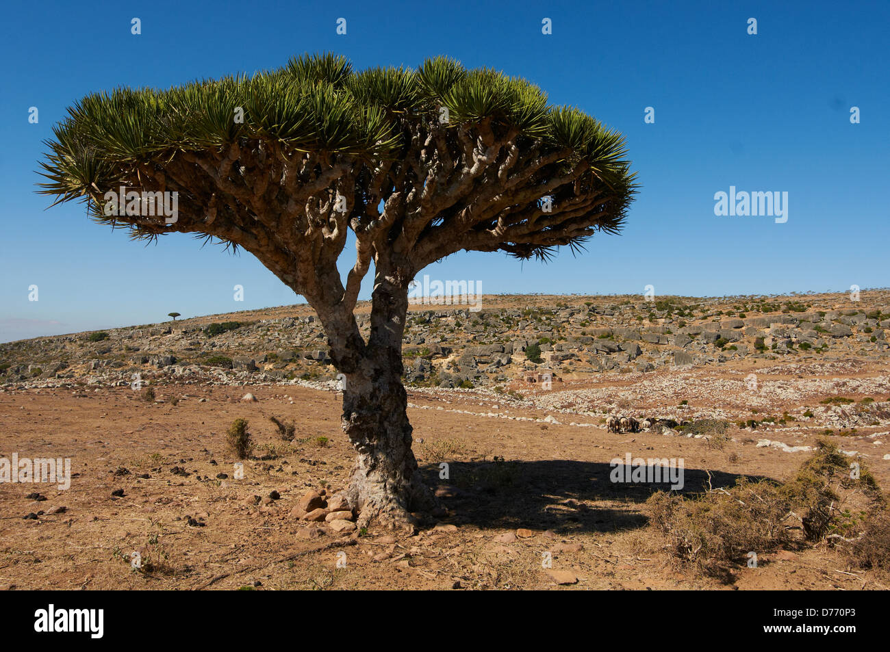 Dragon blood tree on a barren landscape on Socotra Stock Photo - Alamy