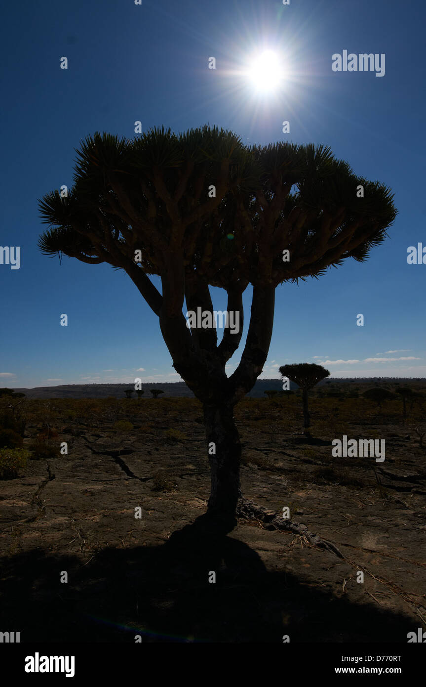 DRagon blood tree under the scorching sun Stock Photo - Alamy