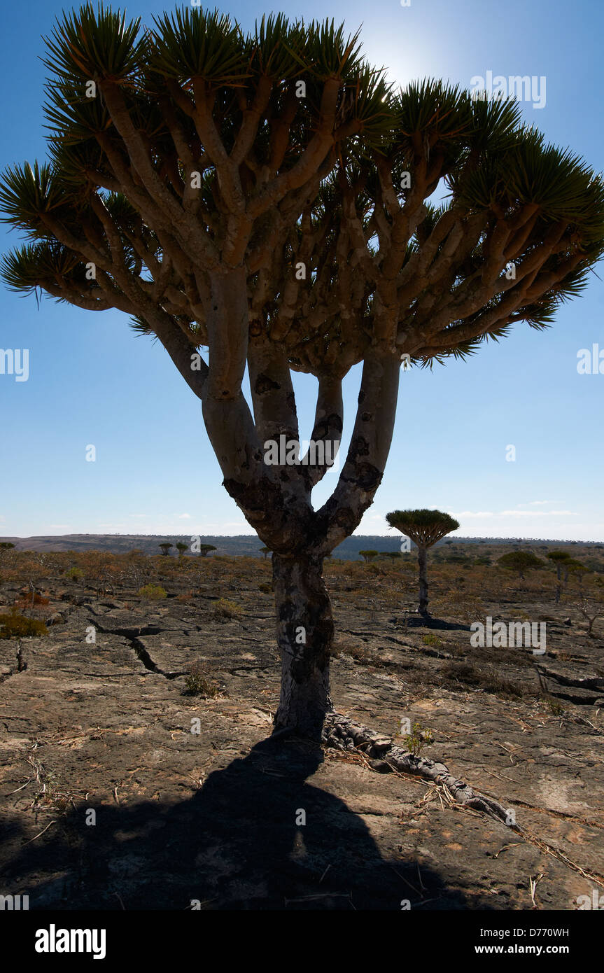 DRagon blood tree under the scorching sun Stock Photo - Alamy