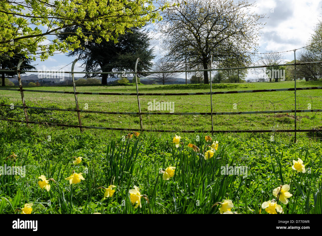 Daffodils in spring sunshine in the Worcestershire countryside Stock ...