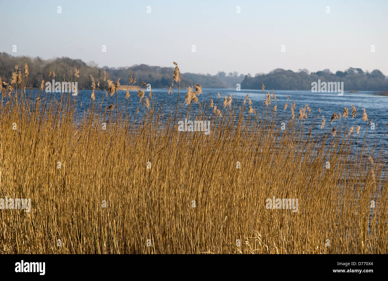 Lower Lough Erne in Autumn, Camagh Bay, County Fermanagh, Northern ...